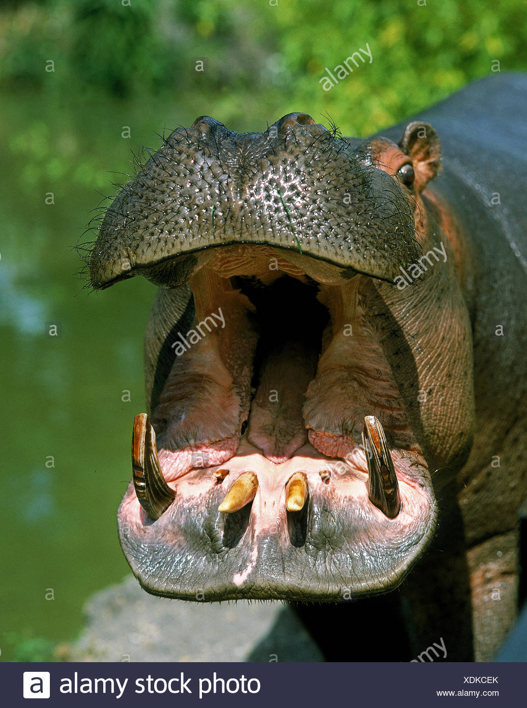 Hippo Mouth Open Stock Photos & Hippo Mouth Open Stock Images - Alamy