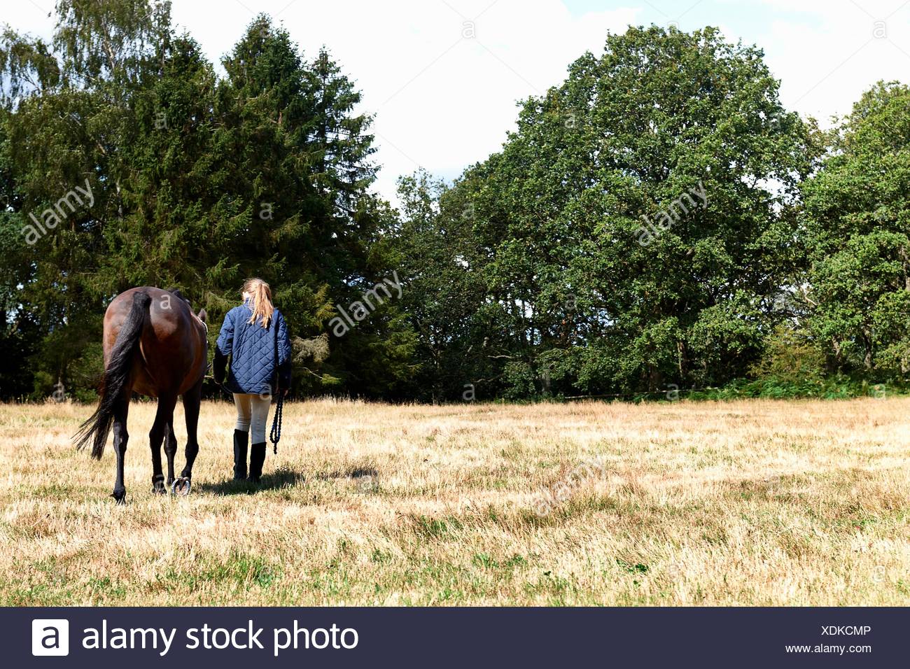 Rear View Of Horse Stock Photos & Rear View Of Horse Stock Images - Alamy