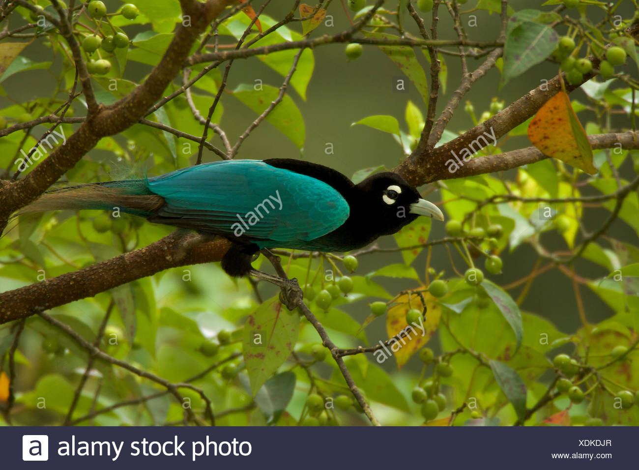 Paradisaea Rudolphi Blue Bird Paradise Stock Photos & Paradisaea ...