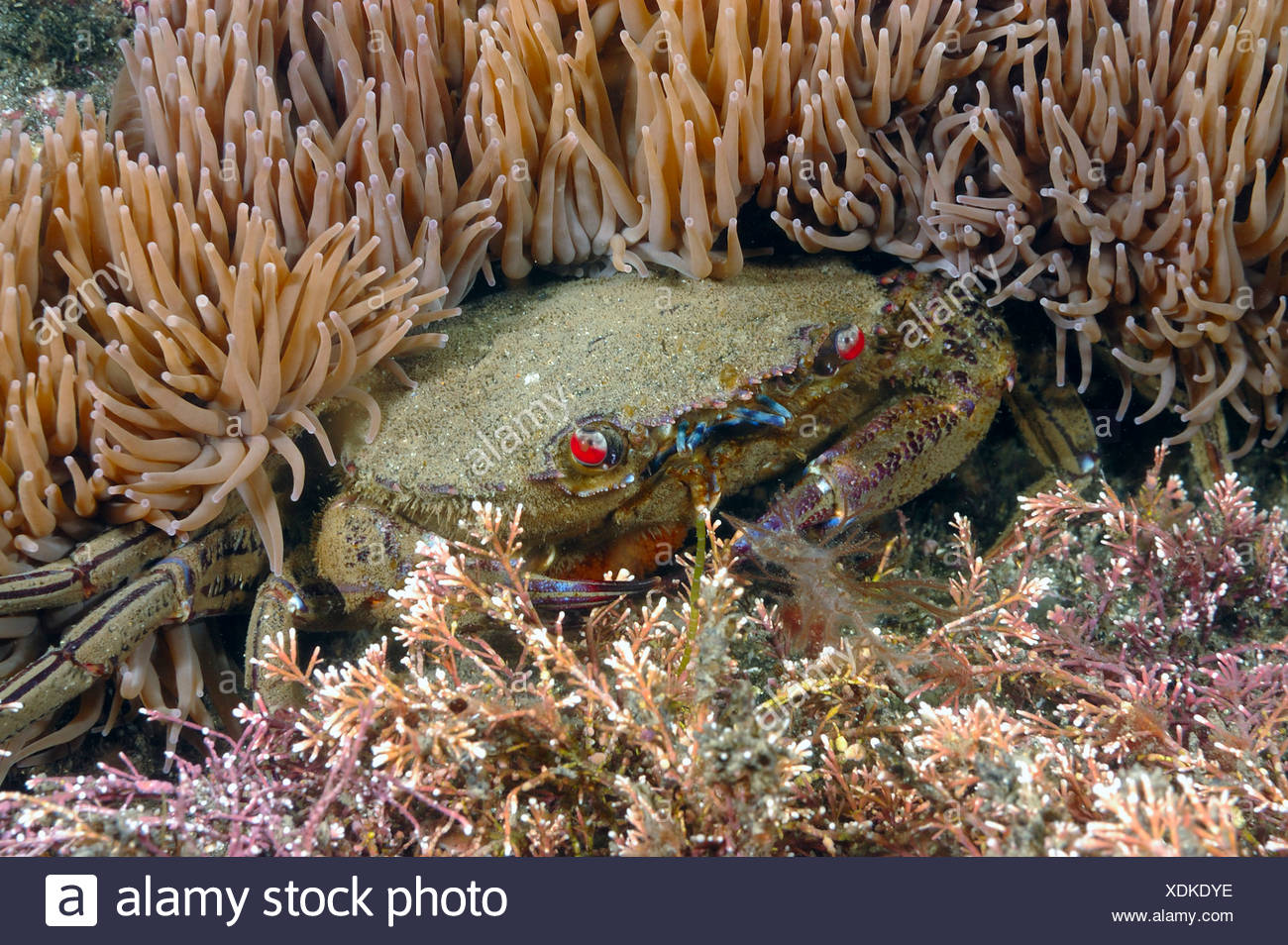 Snakeslock Sea Anemone High Resolution Stock Photography and Images - Alamy
