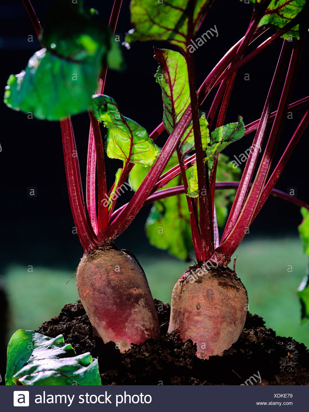 Red Turnip Stock Photos & Red Turnip Stock Images - Alamy