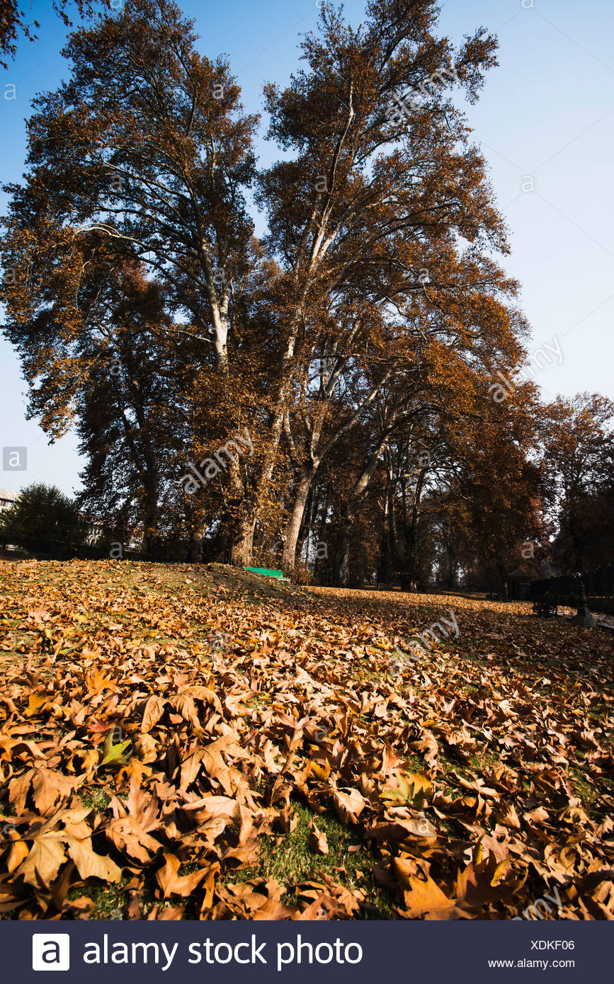 Chinar Tree Leaf High Resolution Stock Photography and Images - Alamy