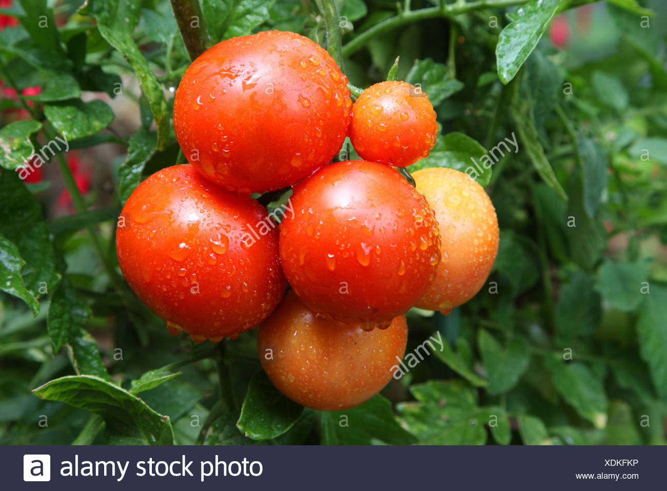 Tomato Solanum Lycopersicum High Resolution Stock Photography and ...