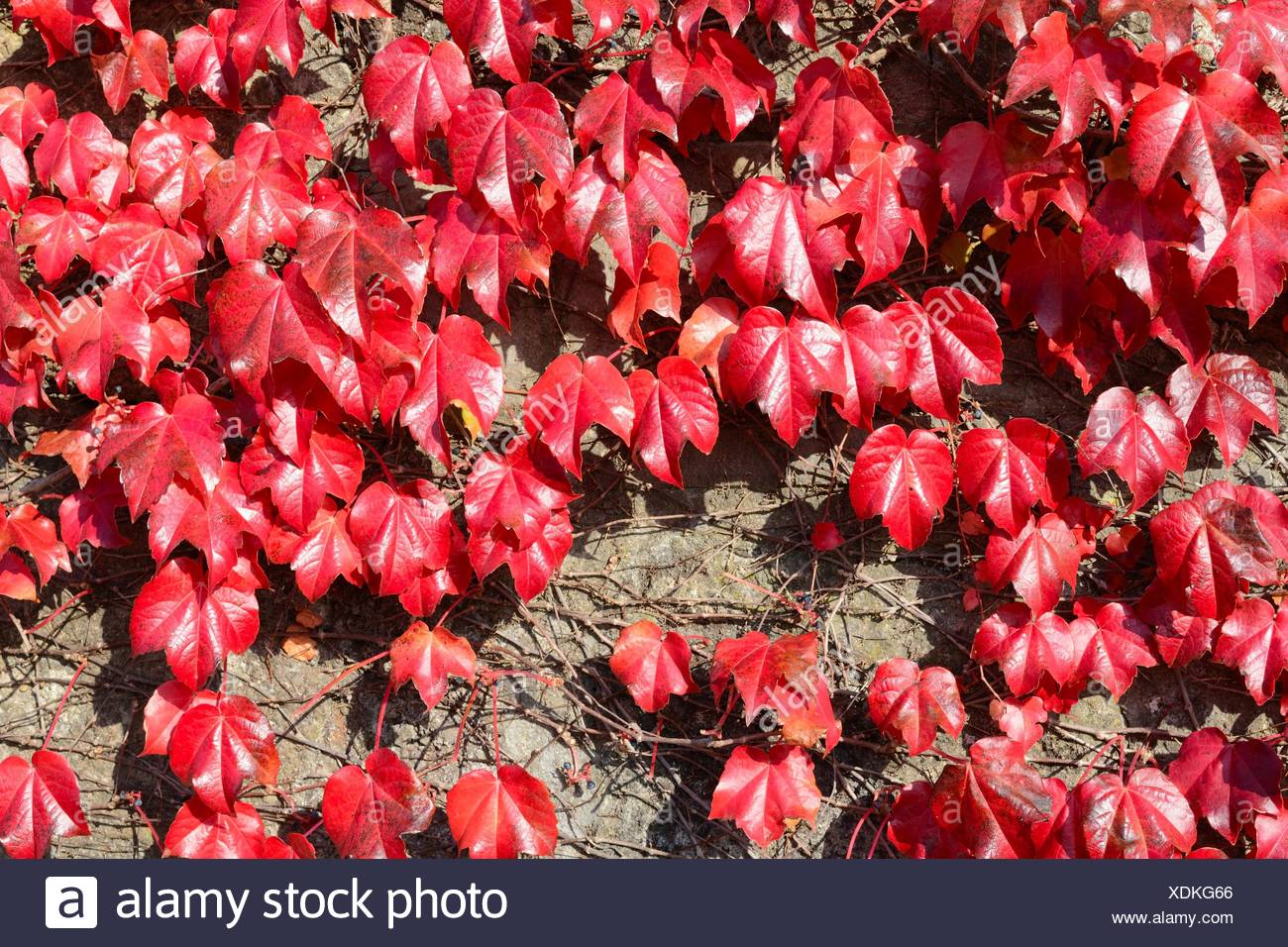 Parthenocissus Tricuspidata Stock Photos & Parthenocissus Tricuspidata ...