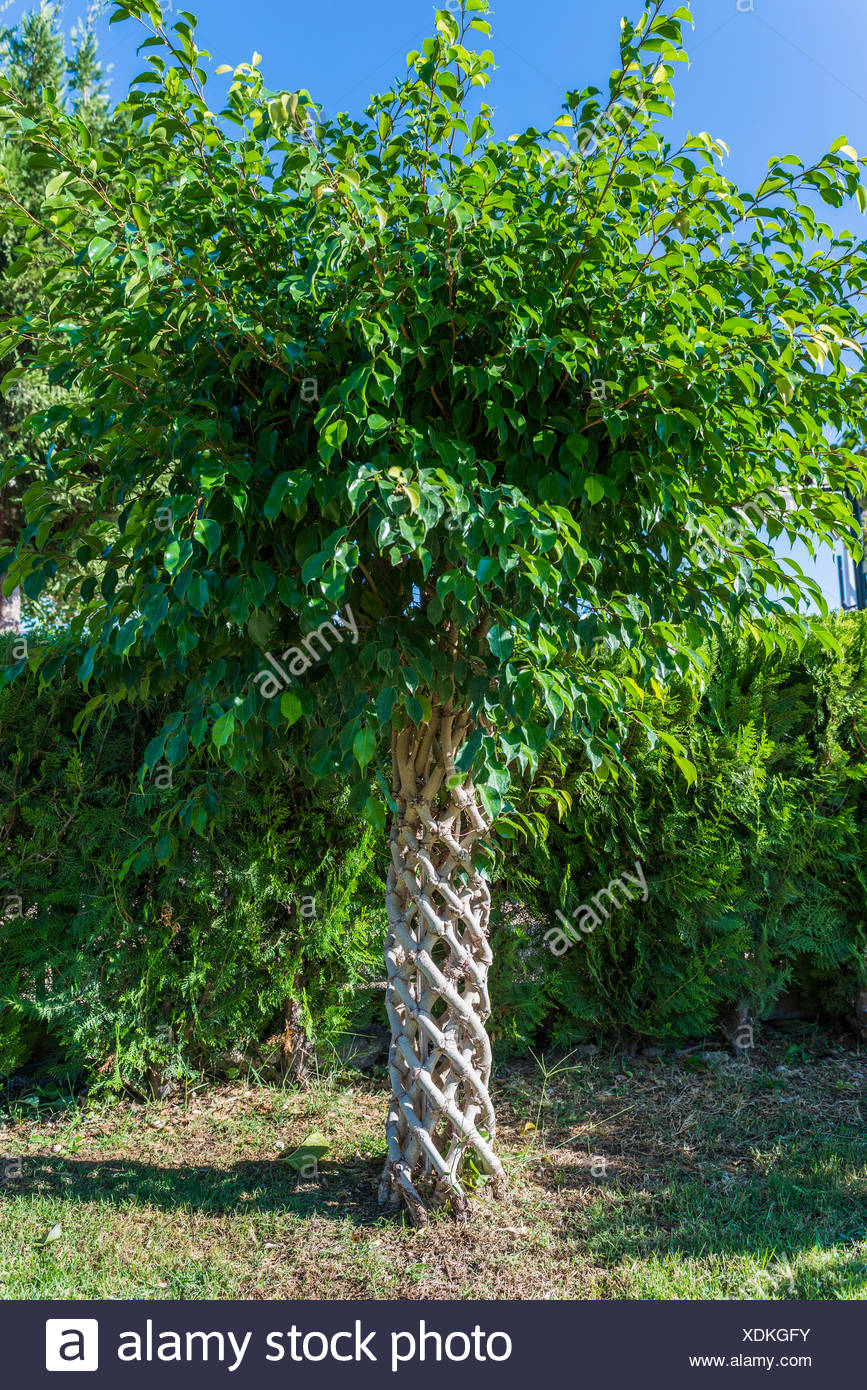 Full Fig High Resolution Stock Photography and Images - Alamy