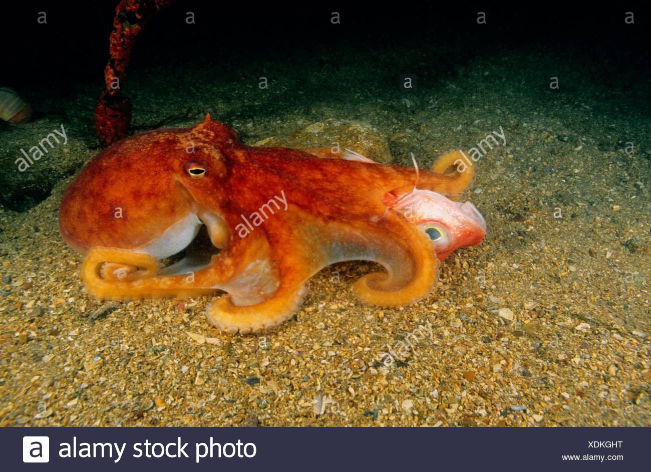 Lesser Octopus High Resolution Stock Photography and Images - Alamy