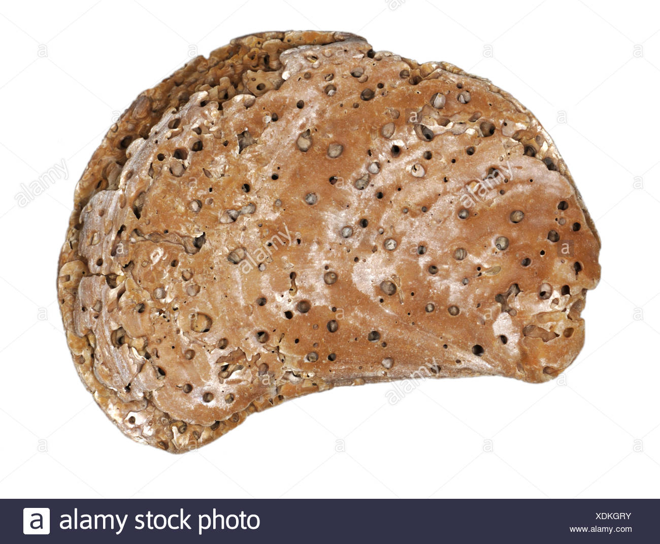 Cliona High Resolution Stock Photography and Images - Alamy