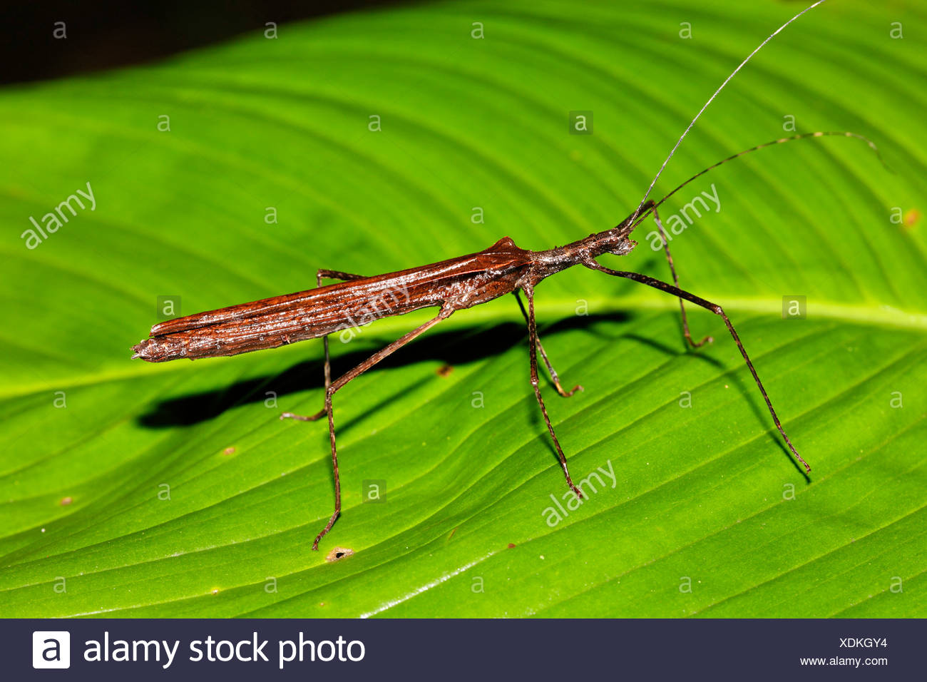 Phasmatodea Stock Photos & Phasmatodea Stock Images - Alamy