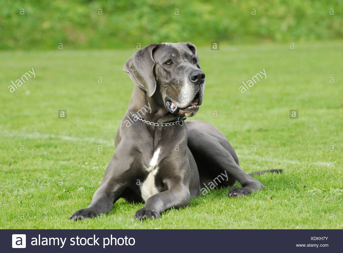 Senior Great Dane High Resolution Stock Photography and Images - Alamy
