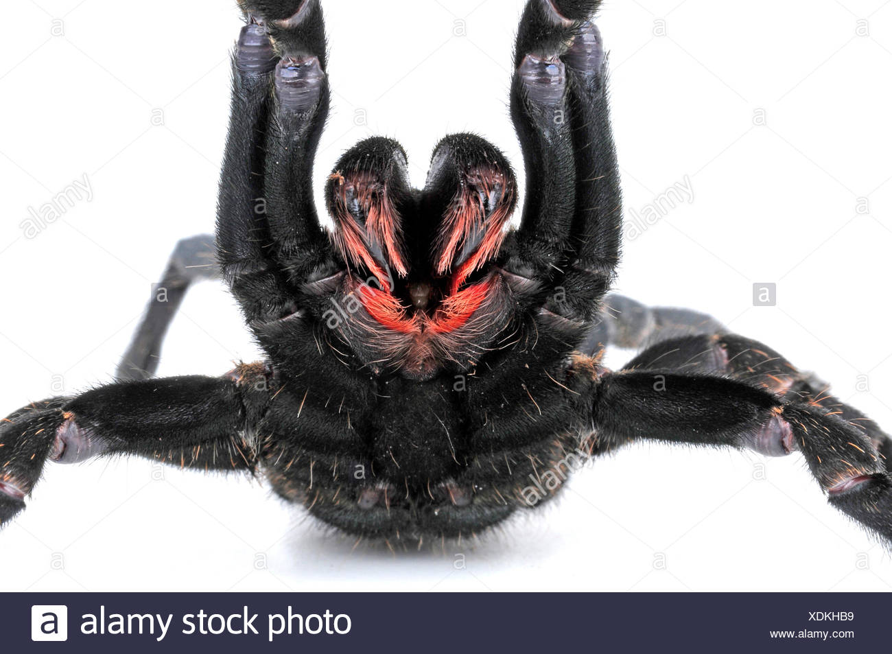 Tarantula Ornithoctonus Costalis High Resolution Stock Photography and ...