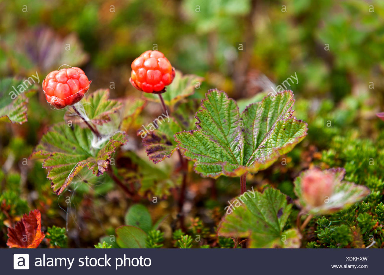 Cloudberry High Resolution Stock Photography and Images - Alamy