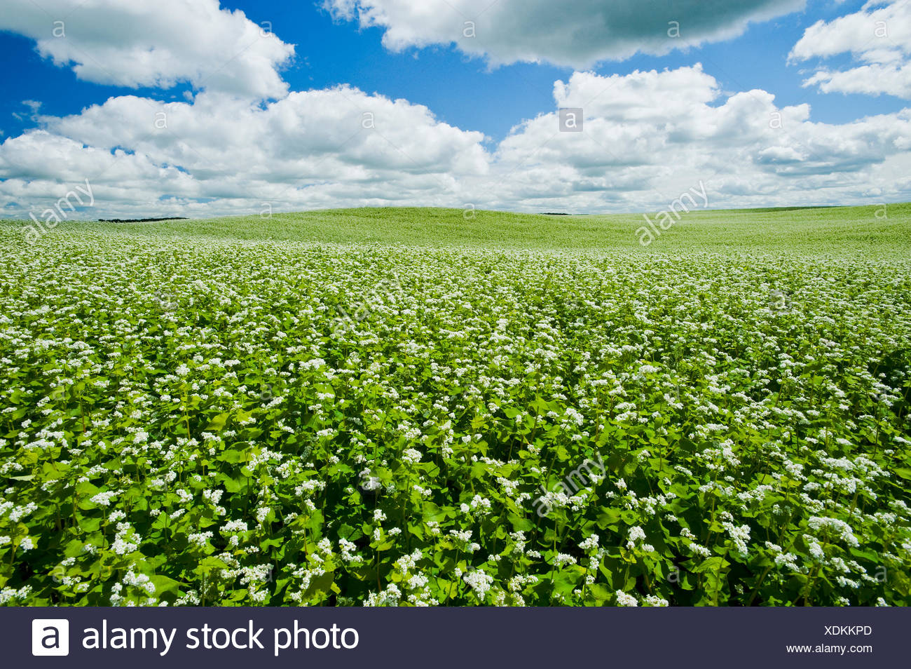 Buckwheat Field High Resolution Stock Photography and Images - Alamy