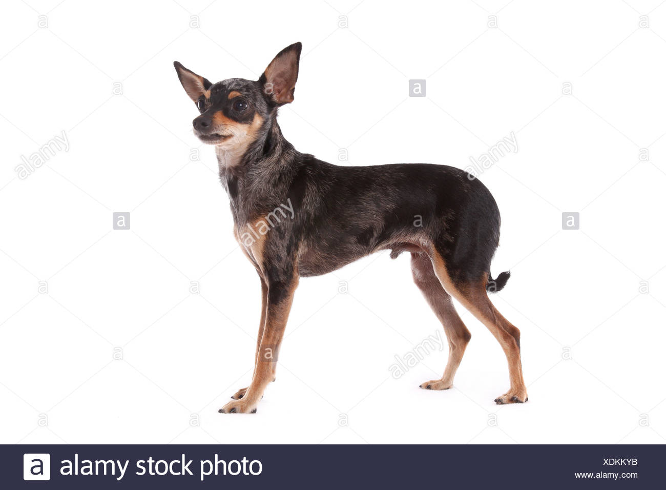 Dog Prazsky Krysarik Prague Ratter Stock Photos & Dog Prazsky Krysarik ...