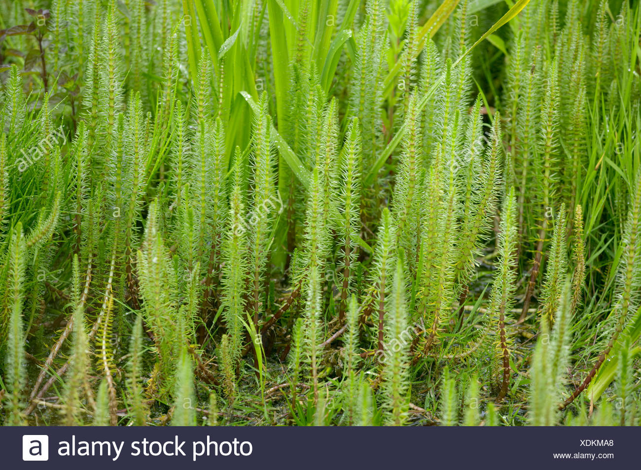 Marestail High Resolution Stock Photography and Images - Alamy
