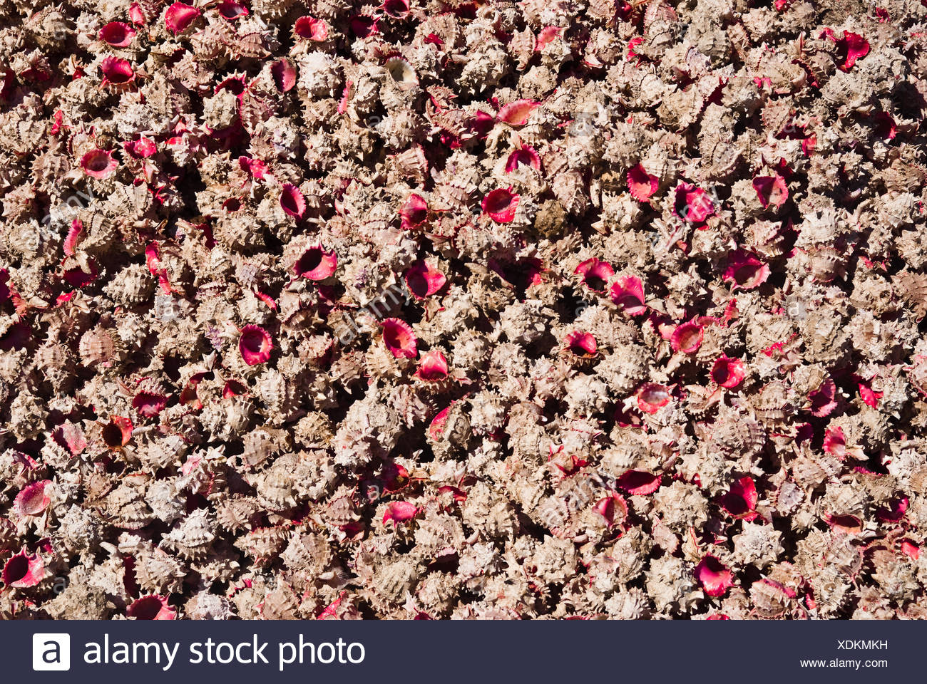 Pretty Shells High Resolution Stock Photography and Images - Alamy