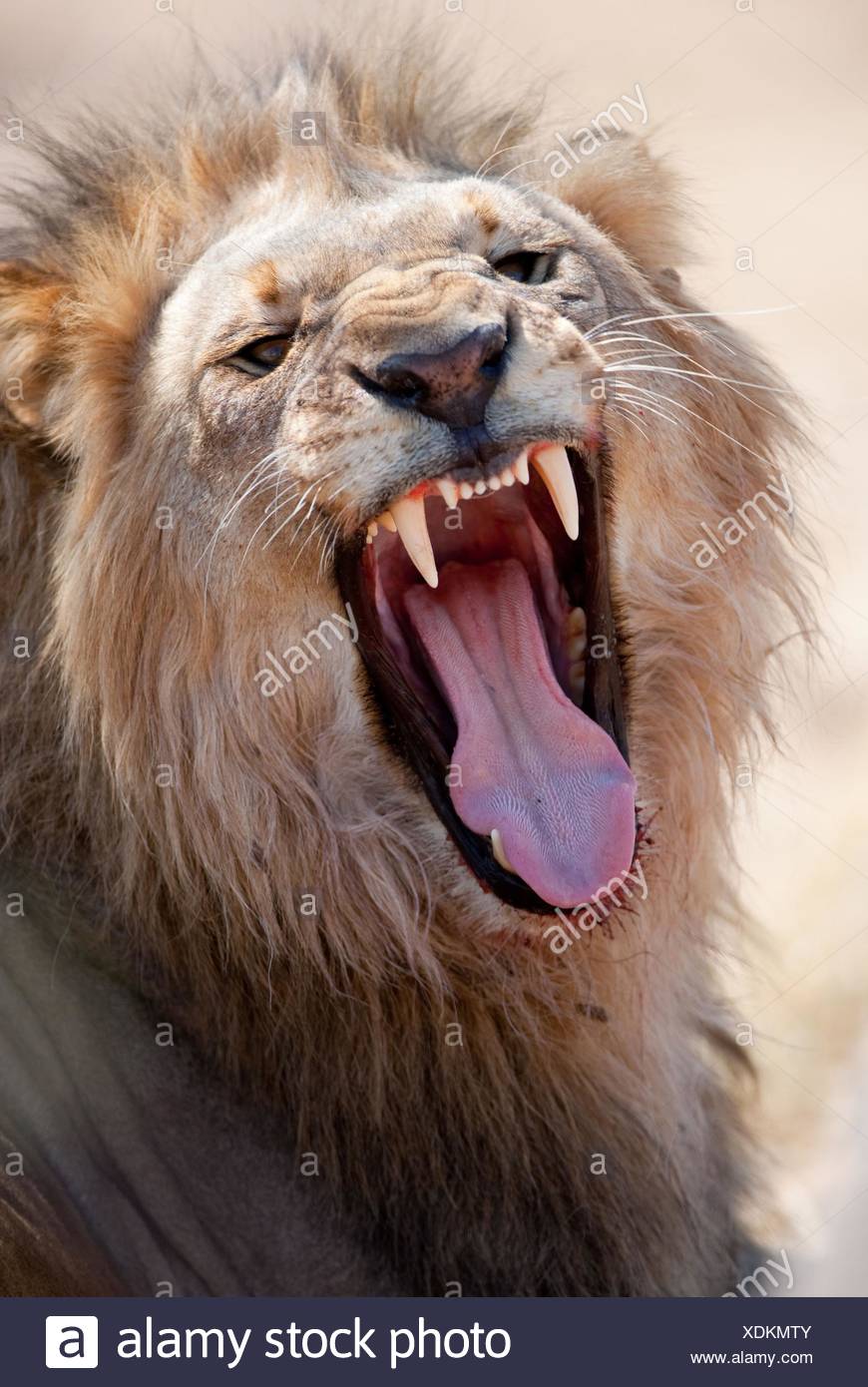 Roaring Lion Prey Stock Photos & Roaring Lion Prey Stock Images - Alamy