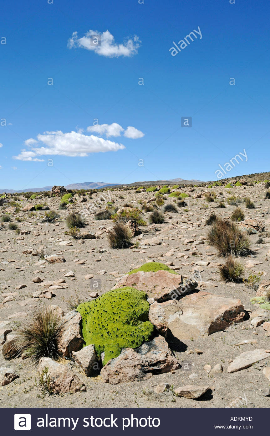 Llareta Stock Photos & Llareta Stock Images - Alamy