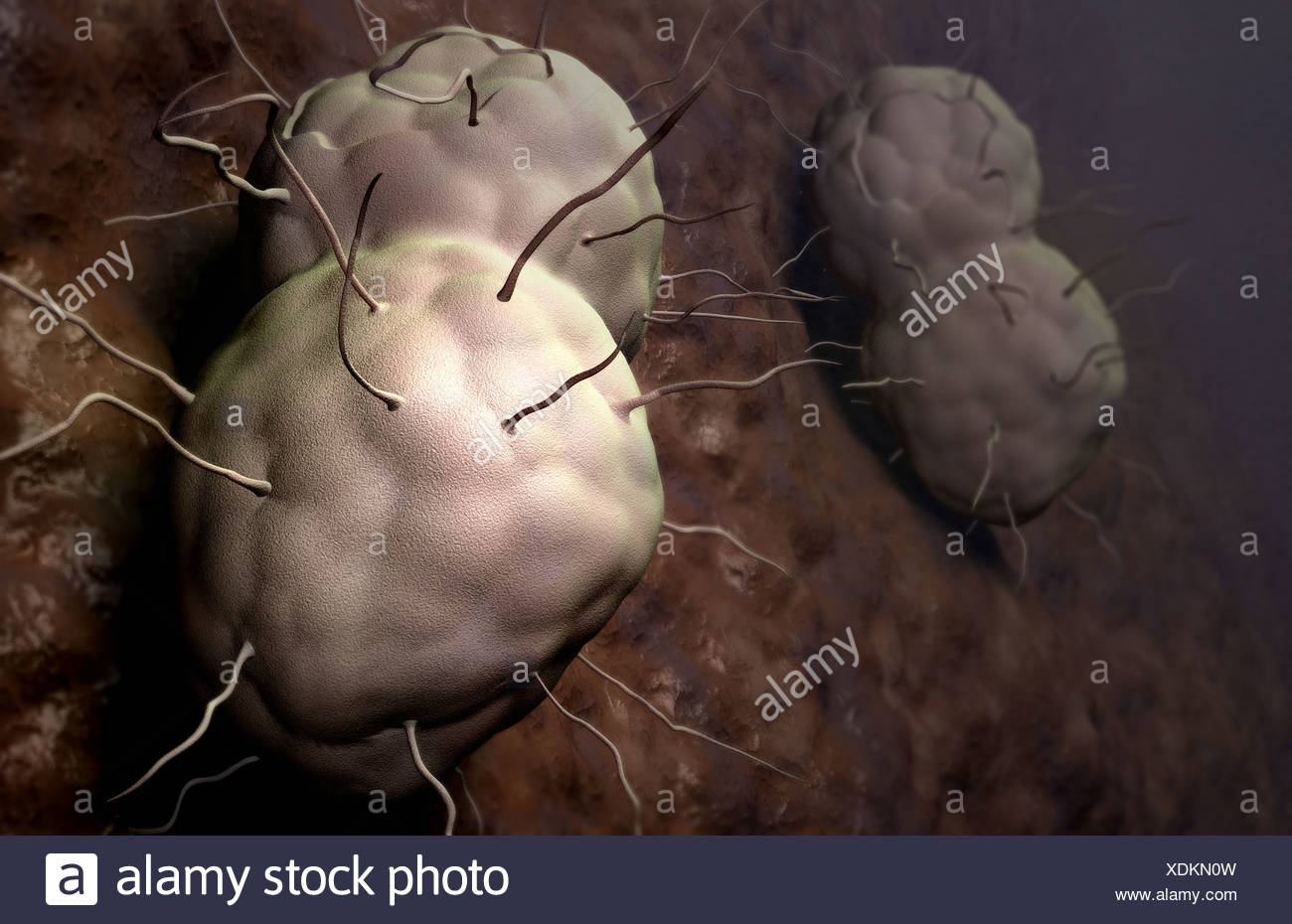 Gonococci Stock Photos & Gonococci Stock Images - Alamy