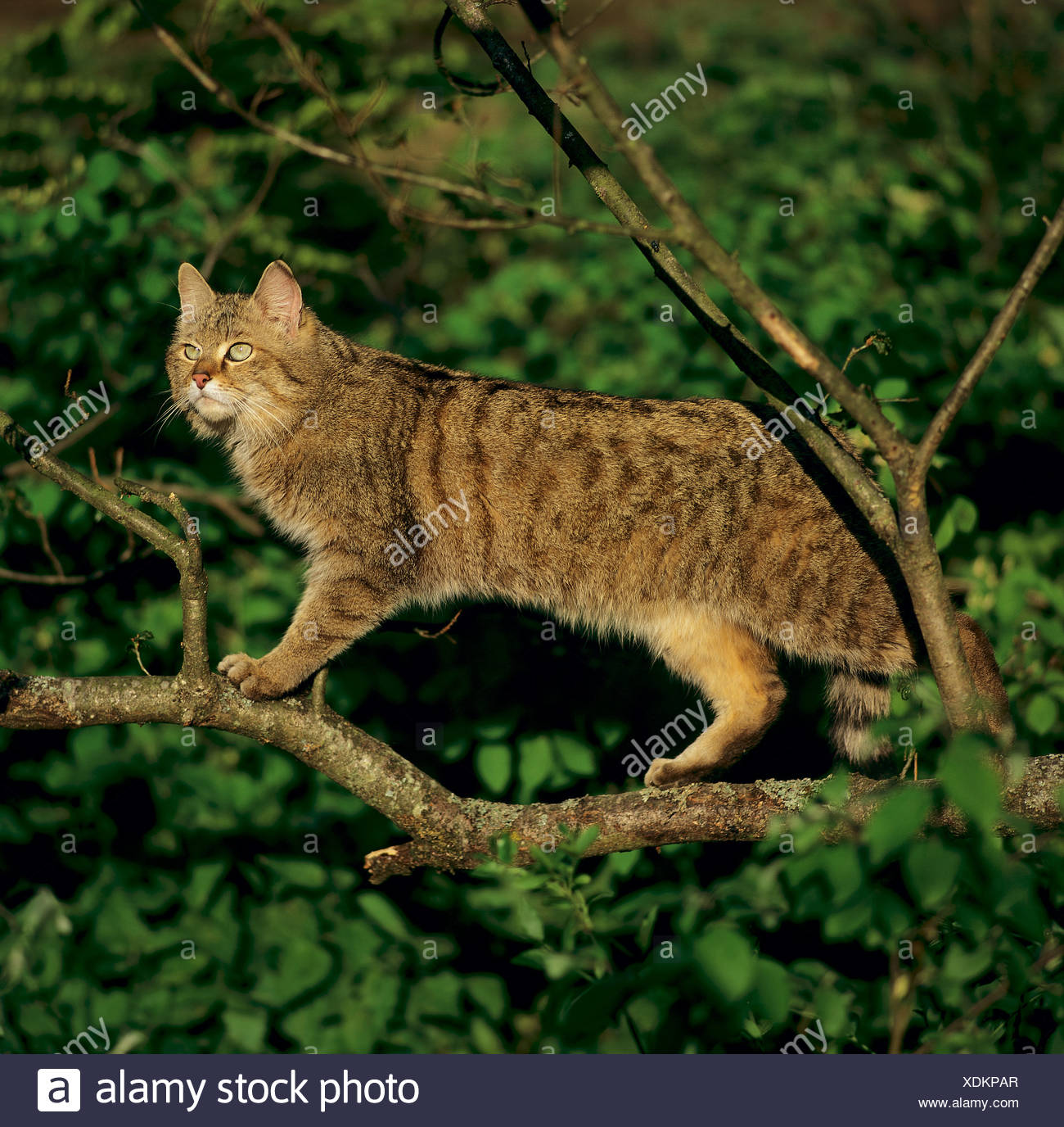 European Wildcat Standing High Resolution Stock Photography and Images ...