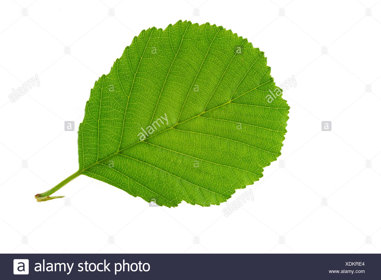 Alder Leaf High Resolution Stock Photography and Images - Alamy