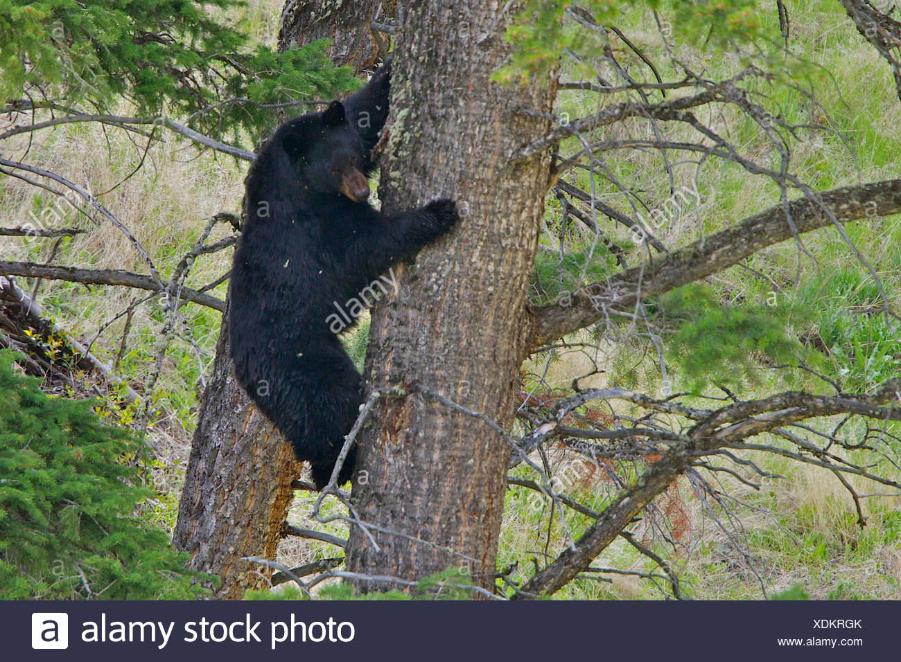Adult Black Bear Climbing Tree High Resolution Stock Photography and ...