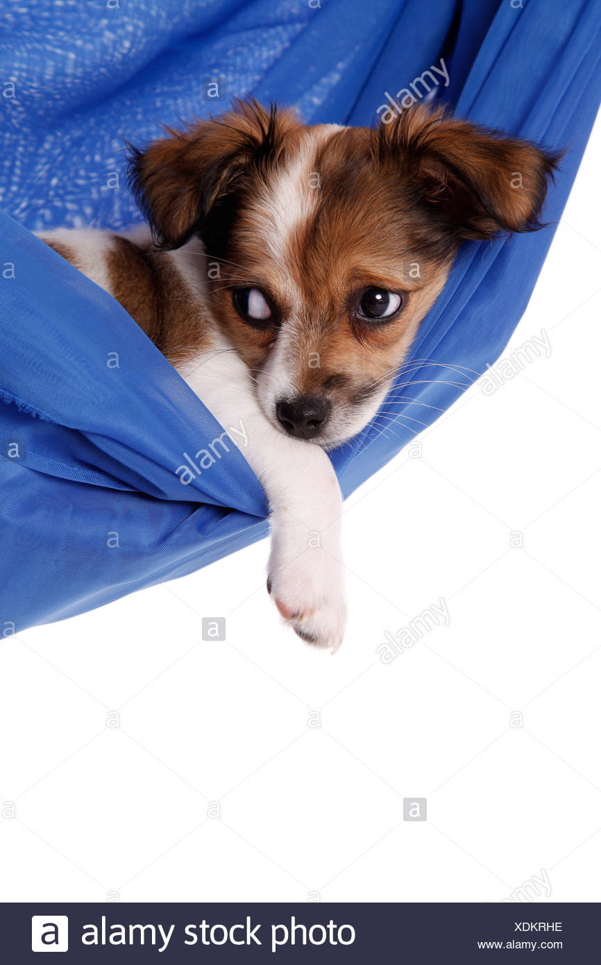 Hangdog Look Stock Photos & Hangdog Look Stock Images - Alamy
