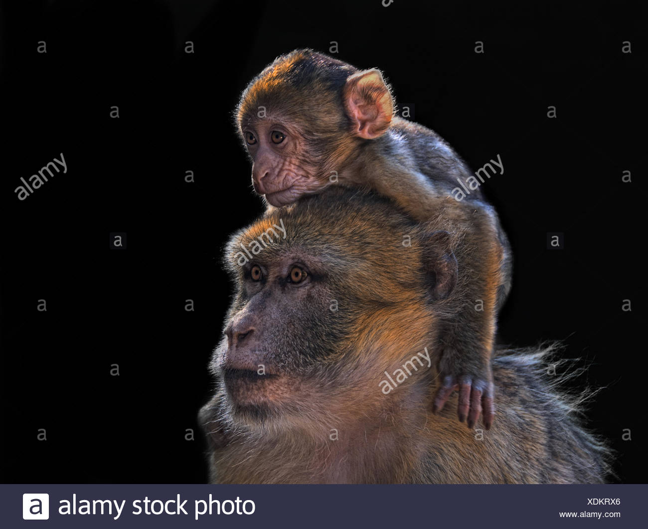 Macac High Resolution Stock Photography and Images - Alamy