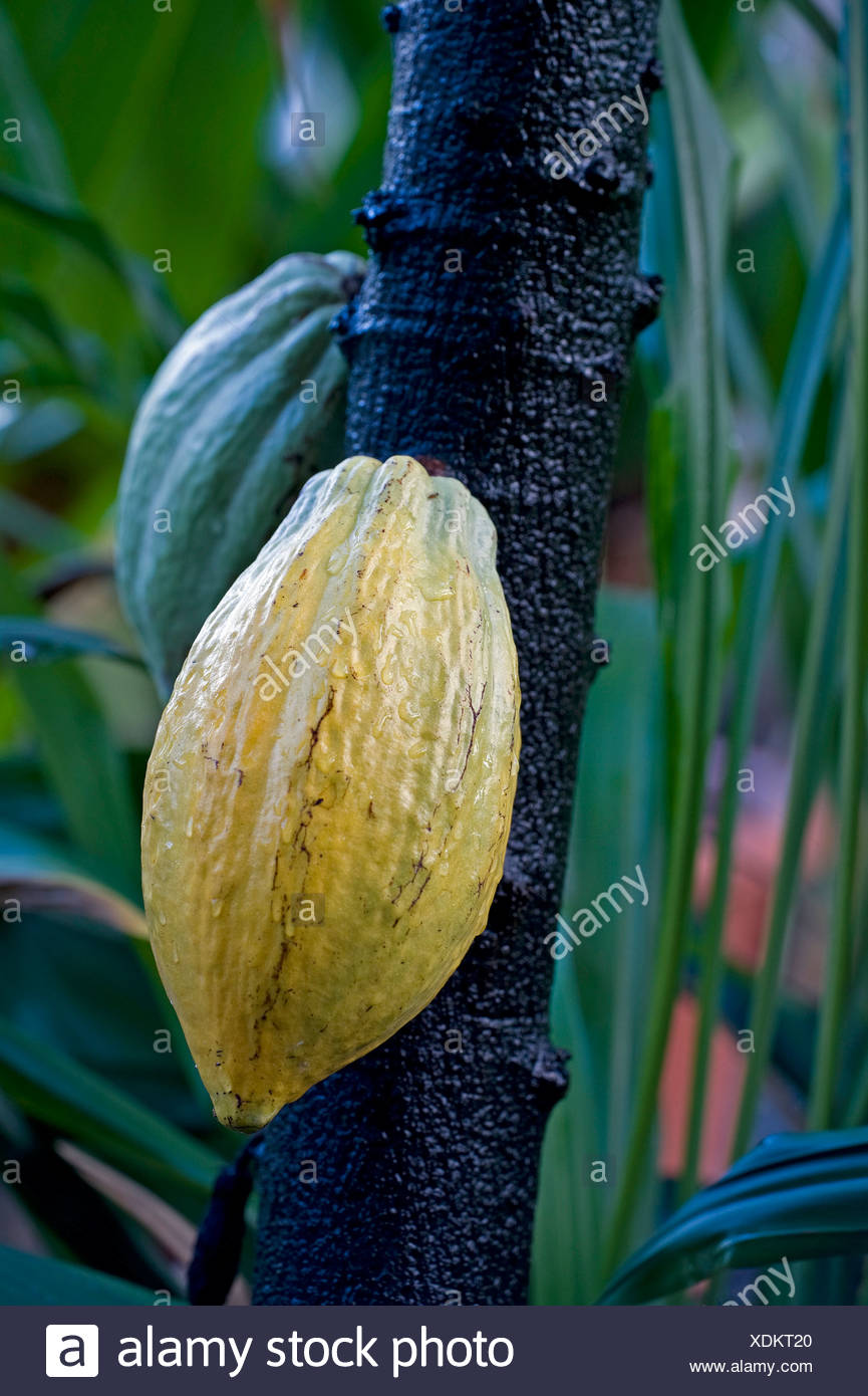 Cacao Pods Tree High Resolution Stock Photography and Images - Alamy