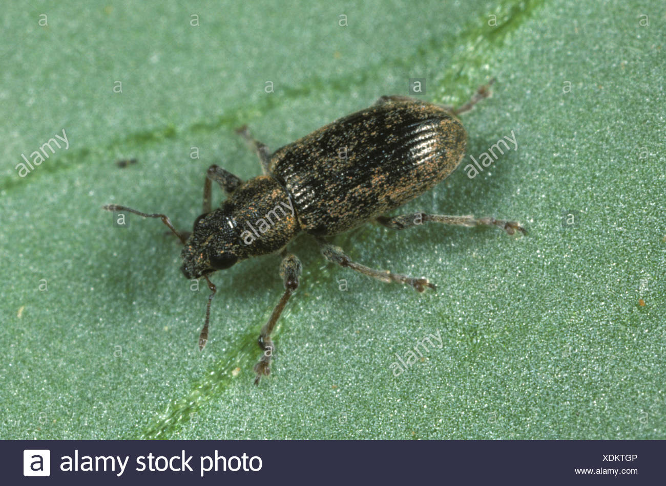 Pea Weevil High Resolution Stock Photography and Images - Alamy