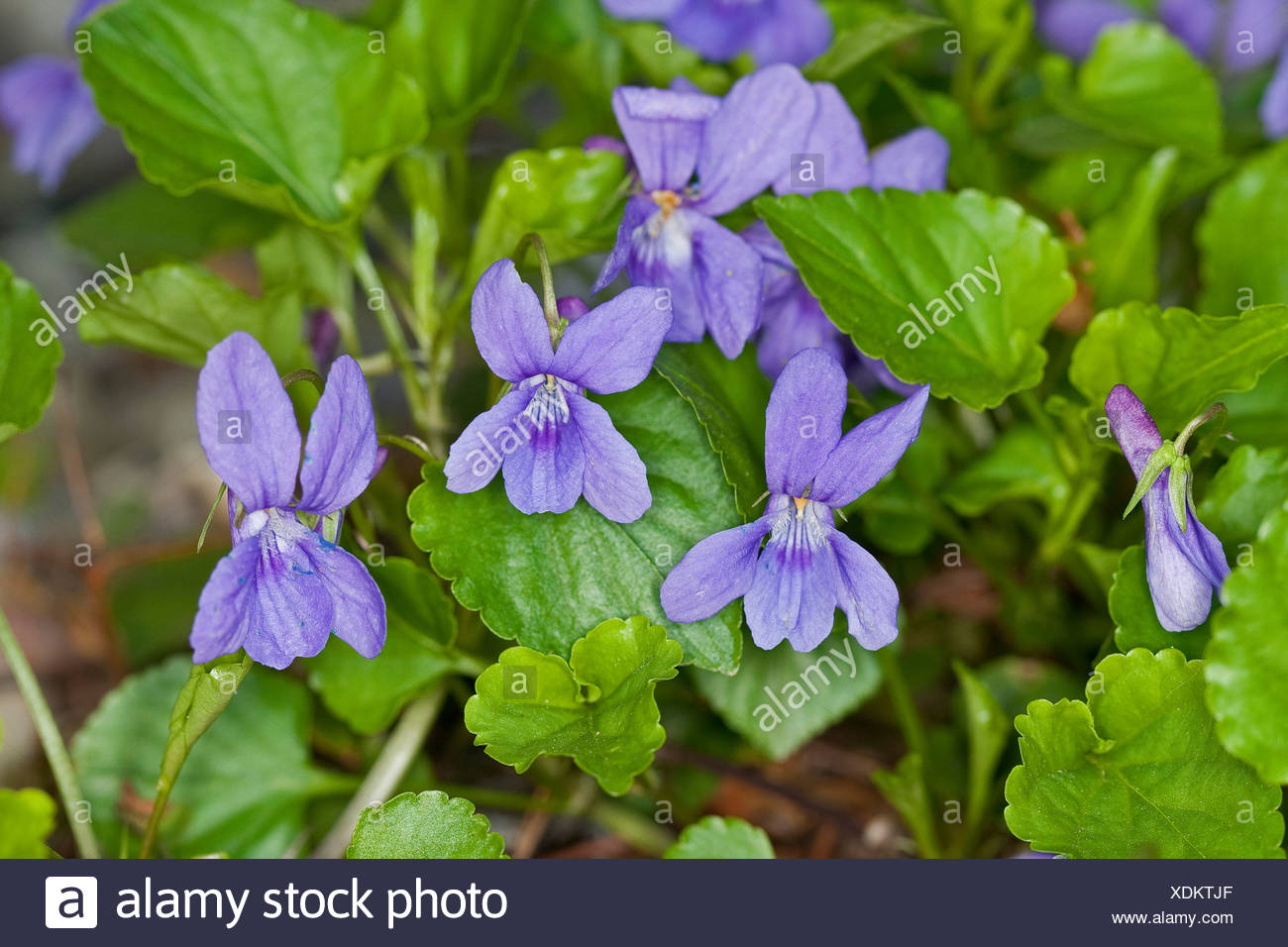 Violet Plants High Resolution Stock Photography and Images - Alamy