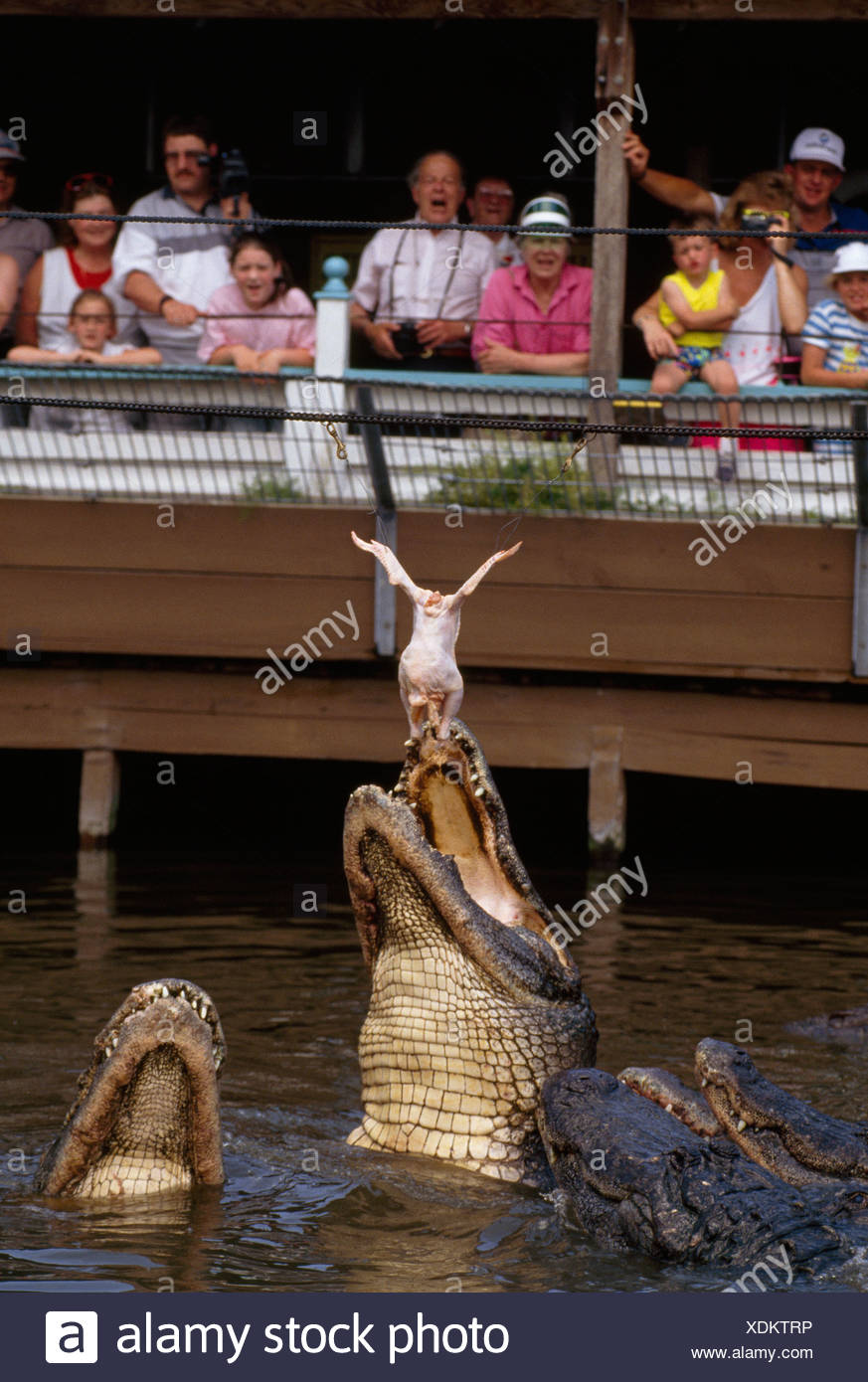 American Alligator Alligator Mississippiensis Feeding Stock Photos ...