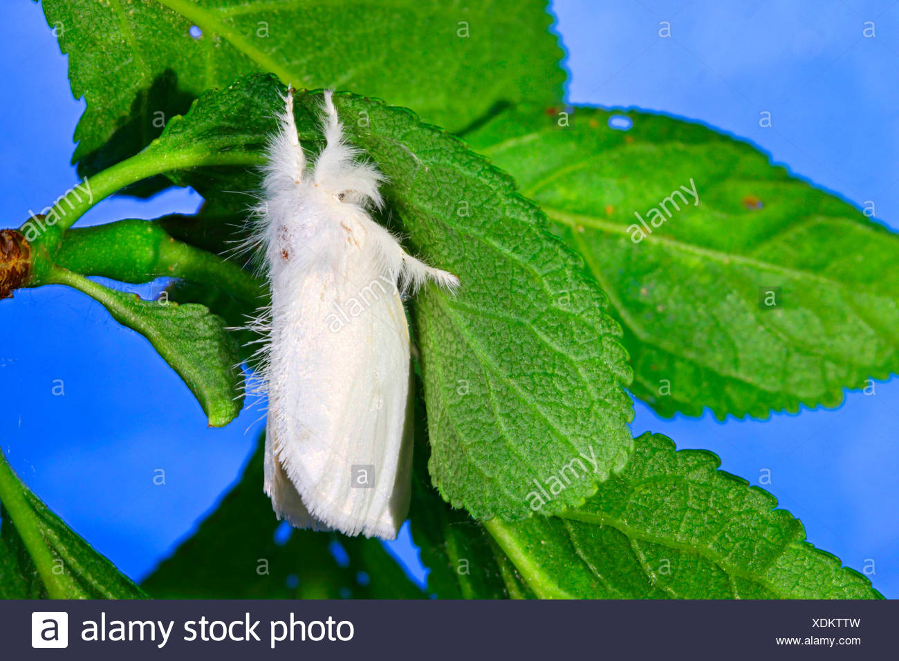Porthesia Similis Stock Photos & Porthesia Similis Stock Images - Alamy