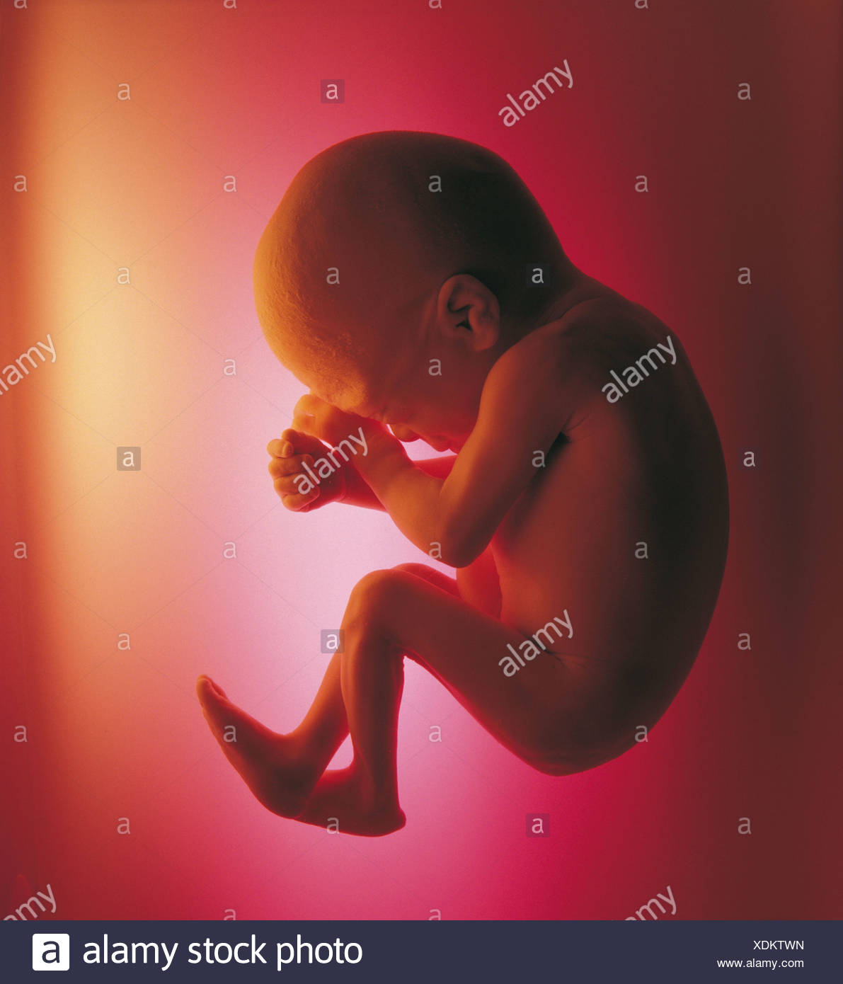 Human Foetus Stock Photos & Human Foetus Stock Images - Alamy