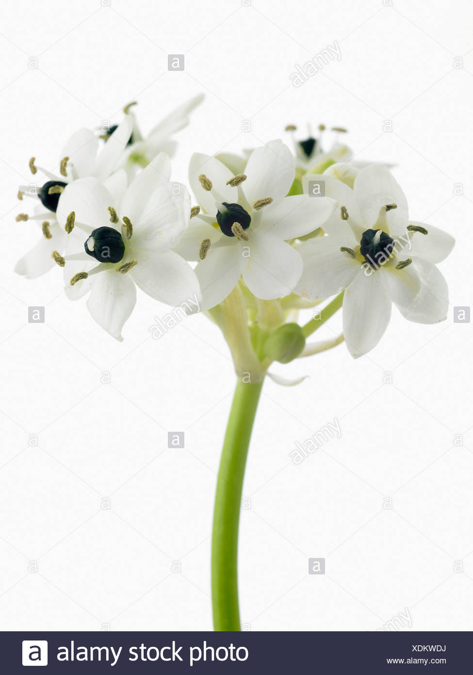 Arabian Star Flower High Resolution Stock Photography and Images - Alamy