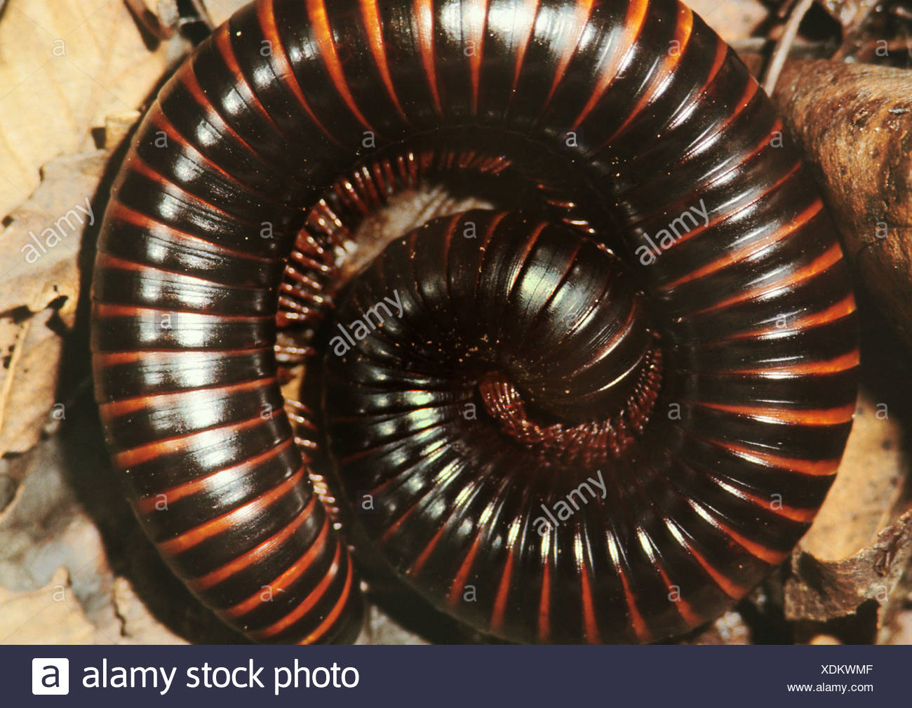 Thousand Legger Stock Photos & Thousand Legger Stock Images - Alamy