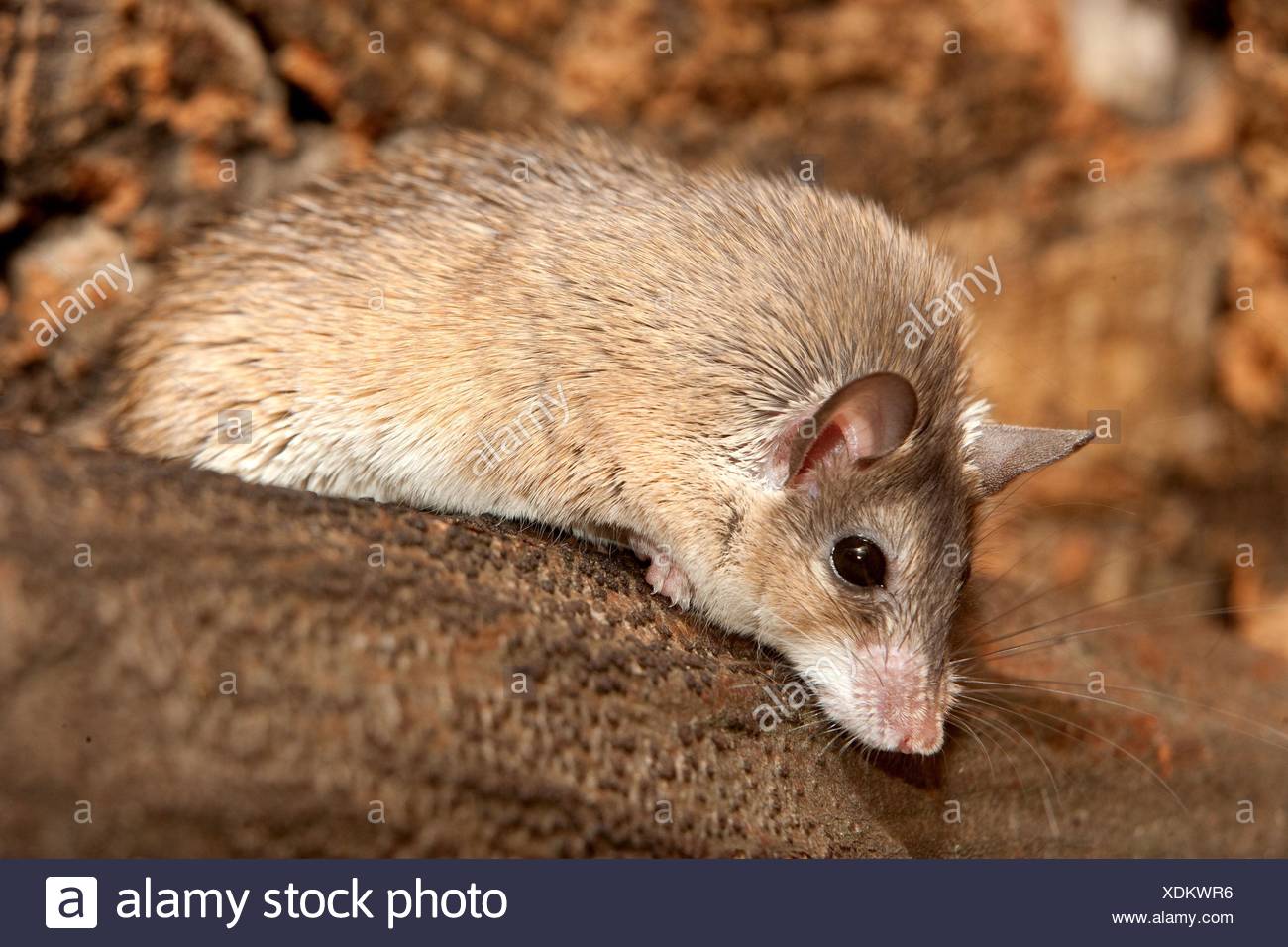 Acomys Cahirinus High Resolution Stock Photography and Images - Alamy
