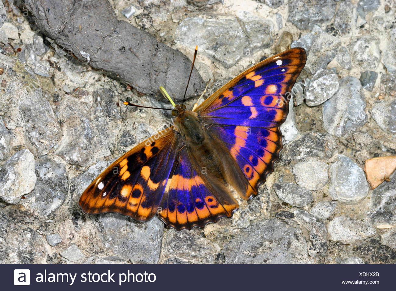 Lesser Emperors High Resolution Stock Photography and Images - Alamy