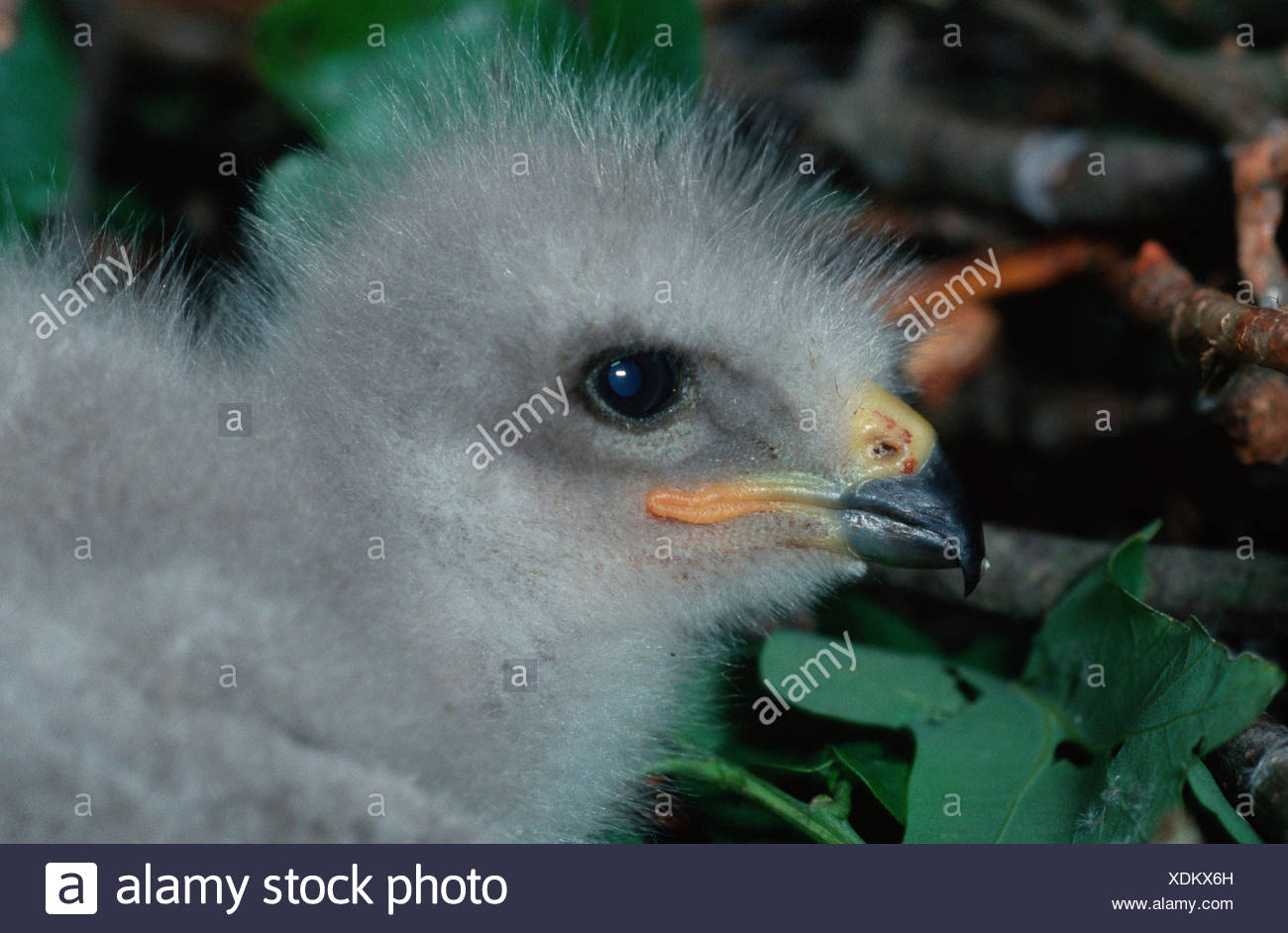 Common Buzzard Chick Stock Photos & Common Buzzard Chick Stock Images ...