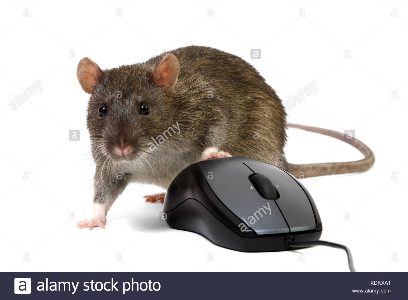 Rat And Computer Mouse Stock Photos & Rat And Computer Mouse Stock ...