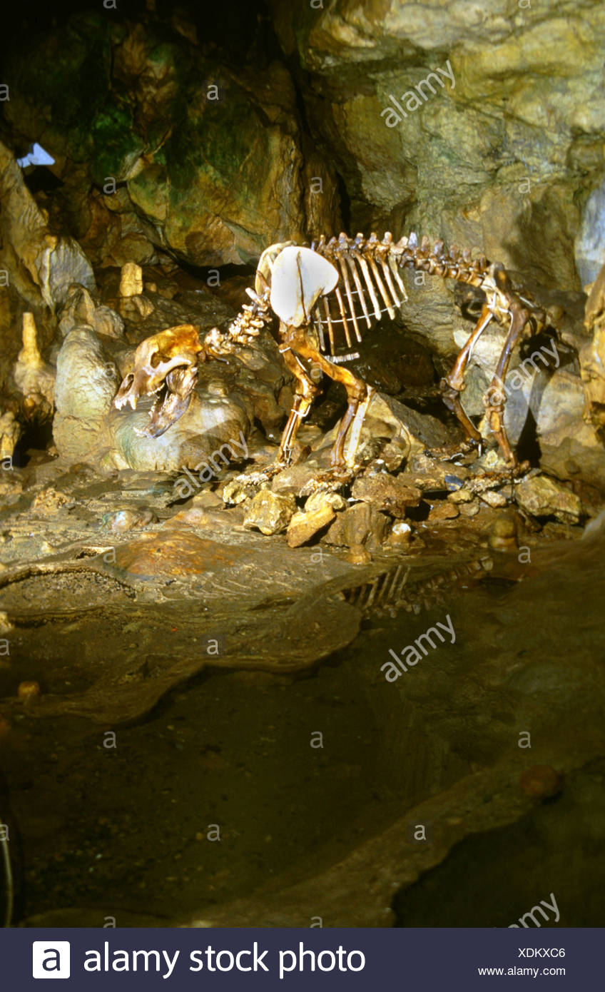 Ursus Spelaeus High Resolution Stock Photography and Images - Alamy