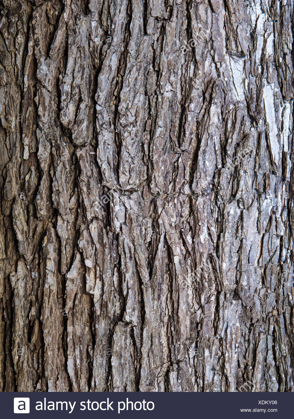 Ridged Bark Texture High Resolution Stock Photography and Images - Alamy