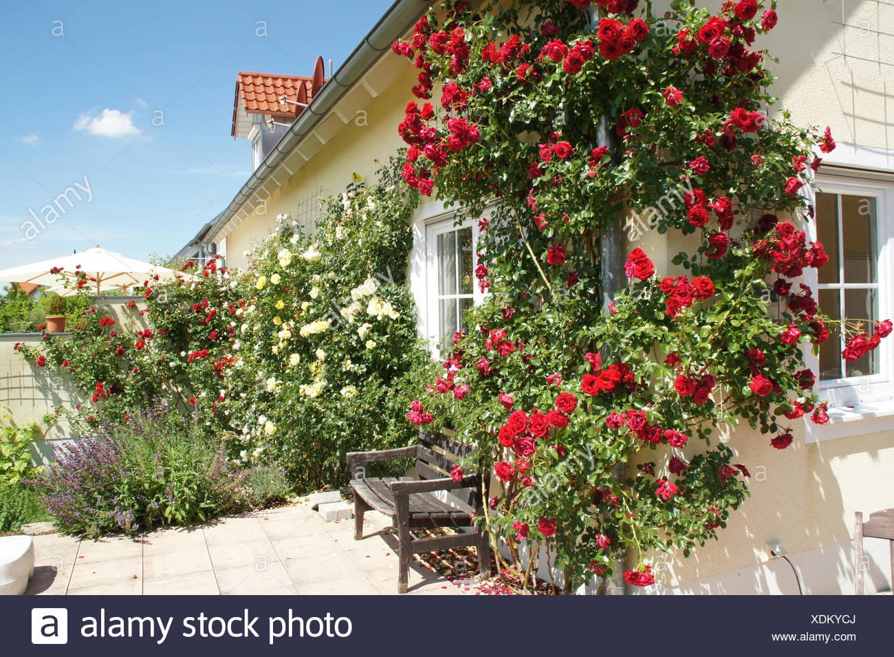 Rosenspalier High Resolution Stock Photography and Images - Alamy