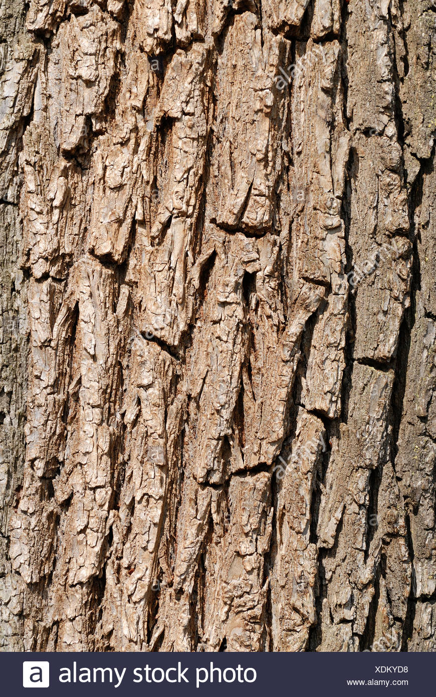 Elm Bark High Resolution Stock Photography and Images - Alamy
