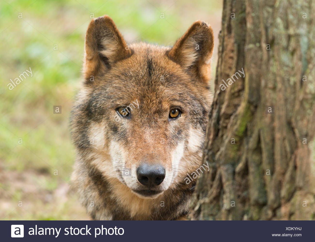 Wolf Behind Tree High Resolution Stock Photography and Images - Alamy