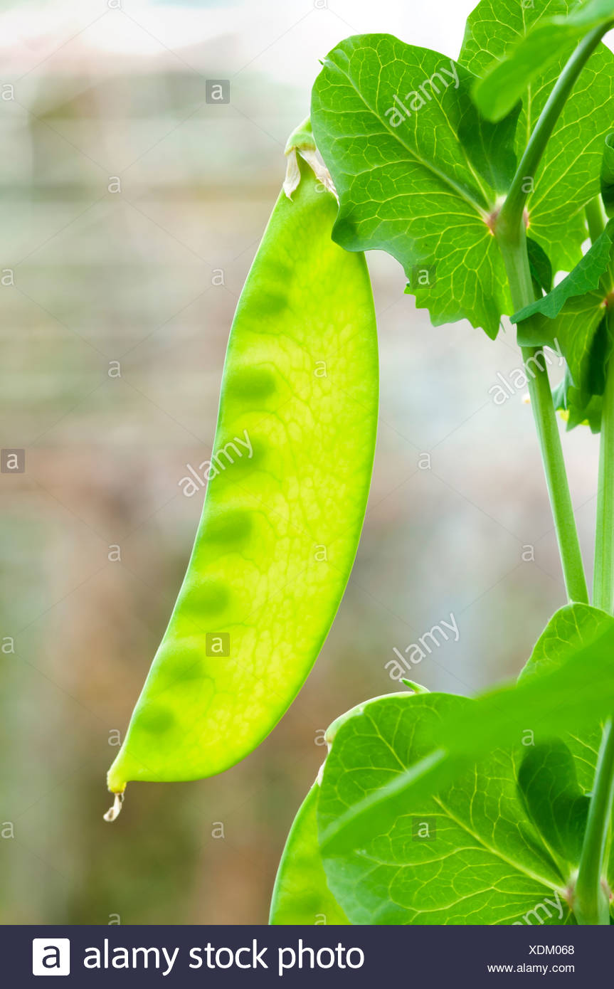Pea Vine Stock Photos & Pea Vine Stock Images - Alamy