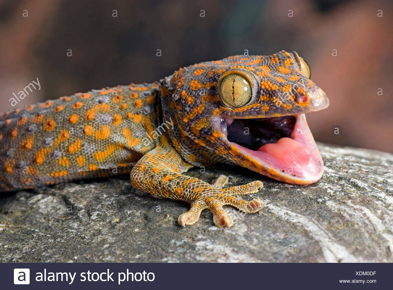 Tokay Geckos Gekko Gecko High Resolution Stock Photography and Images ...