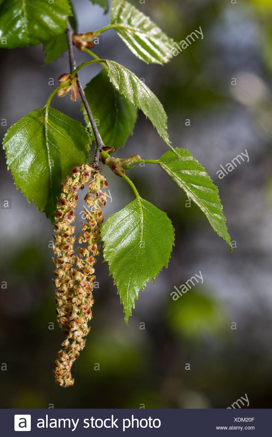 Betula Pendula Blossom Stock Photos & Betula Pendula Blossom Stock ...