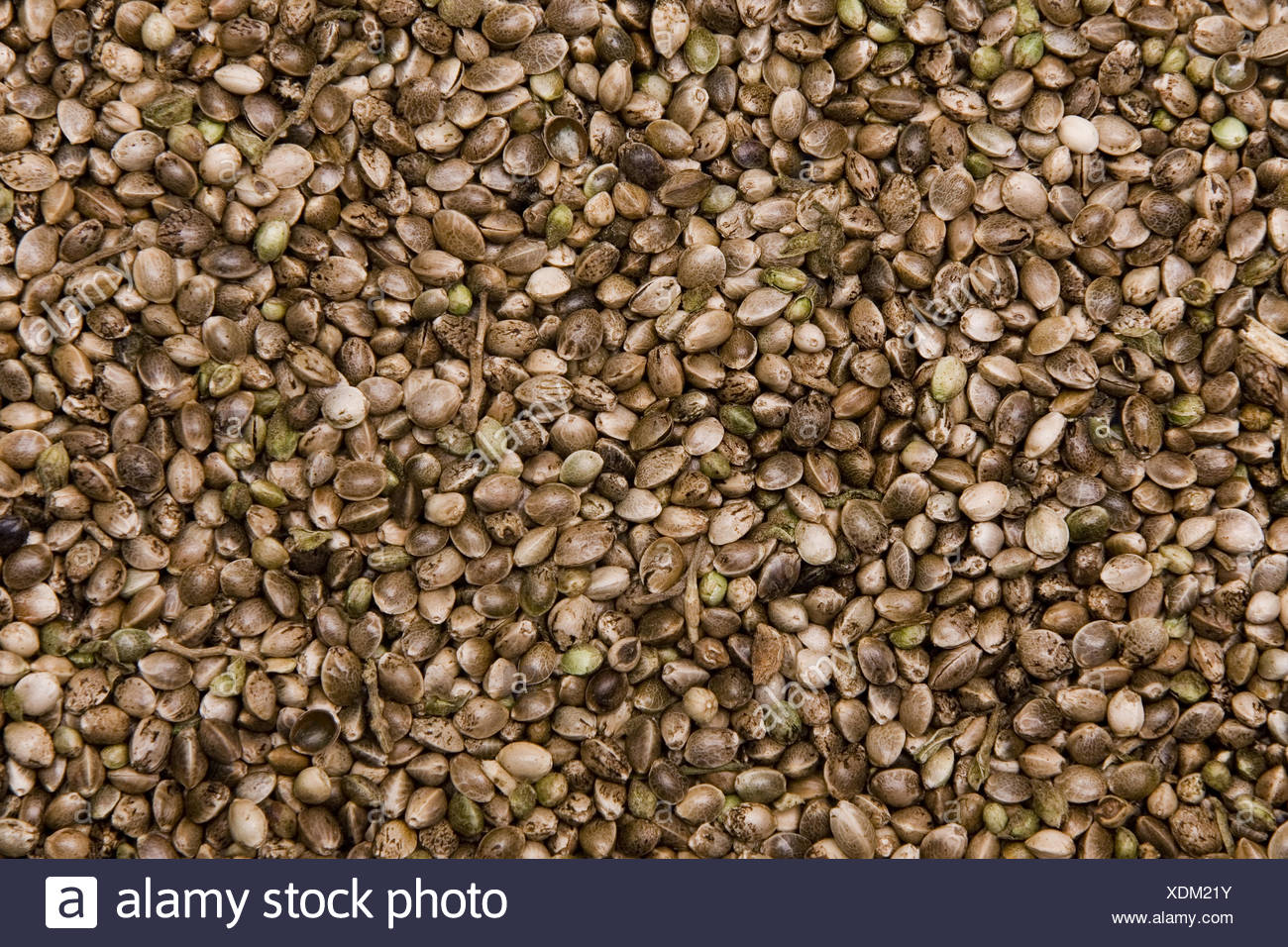 Sowing Corn High Resolution Stock Photography and Images - Alamy