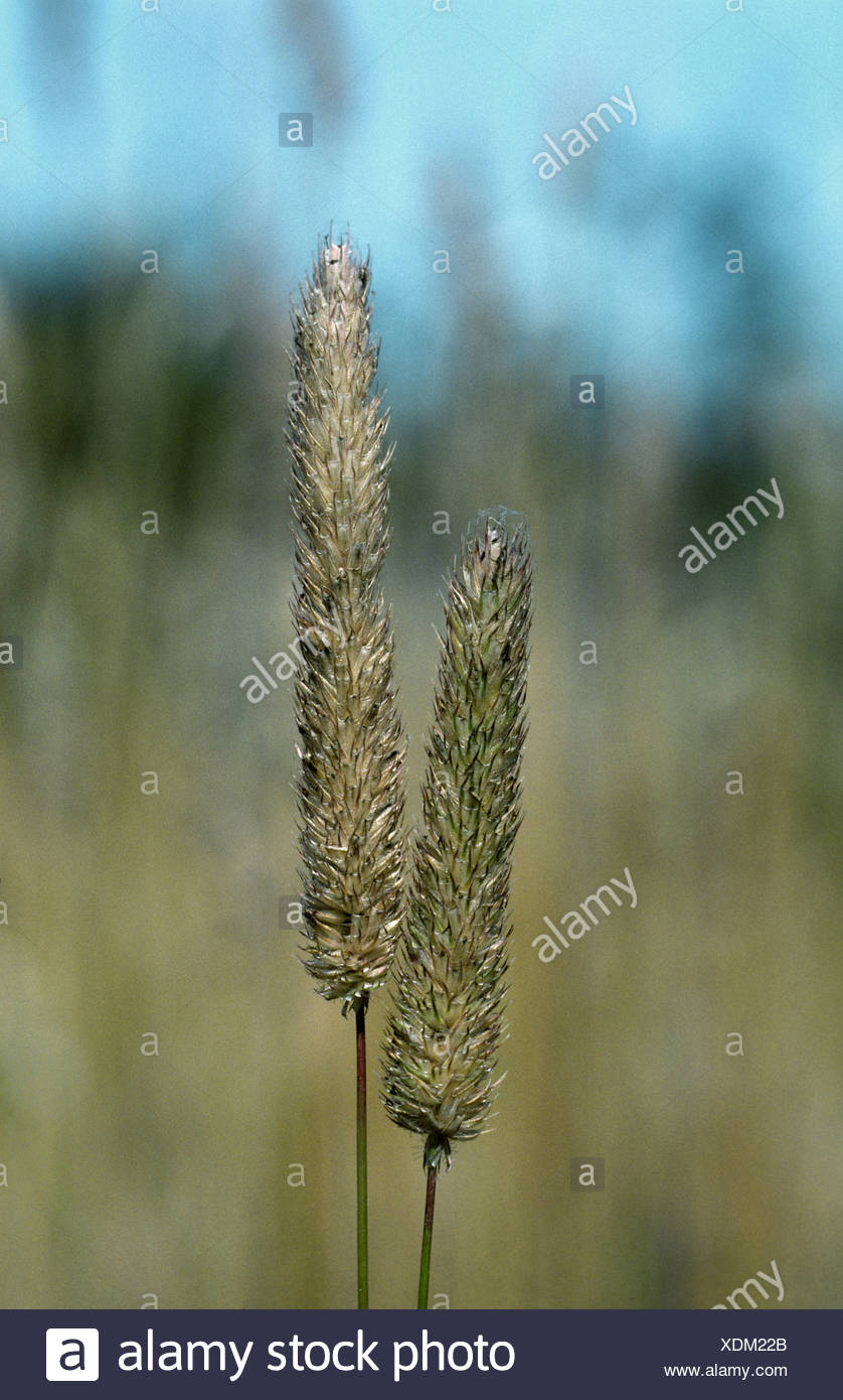 Timothy Grass Flowering High Resolution Stock Photography and Images ...