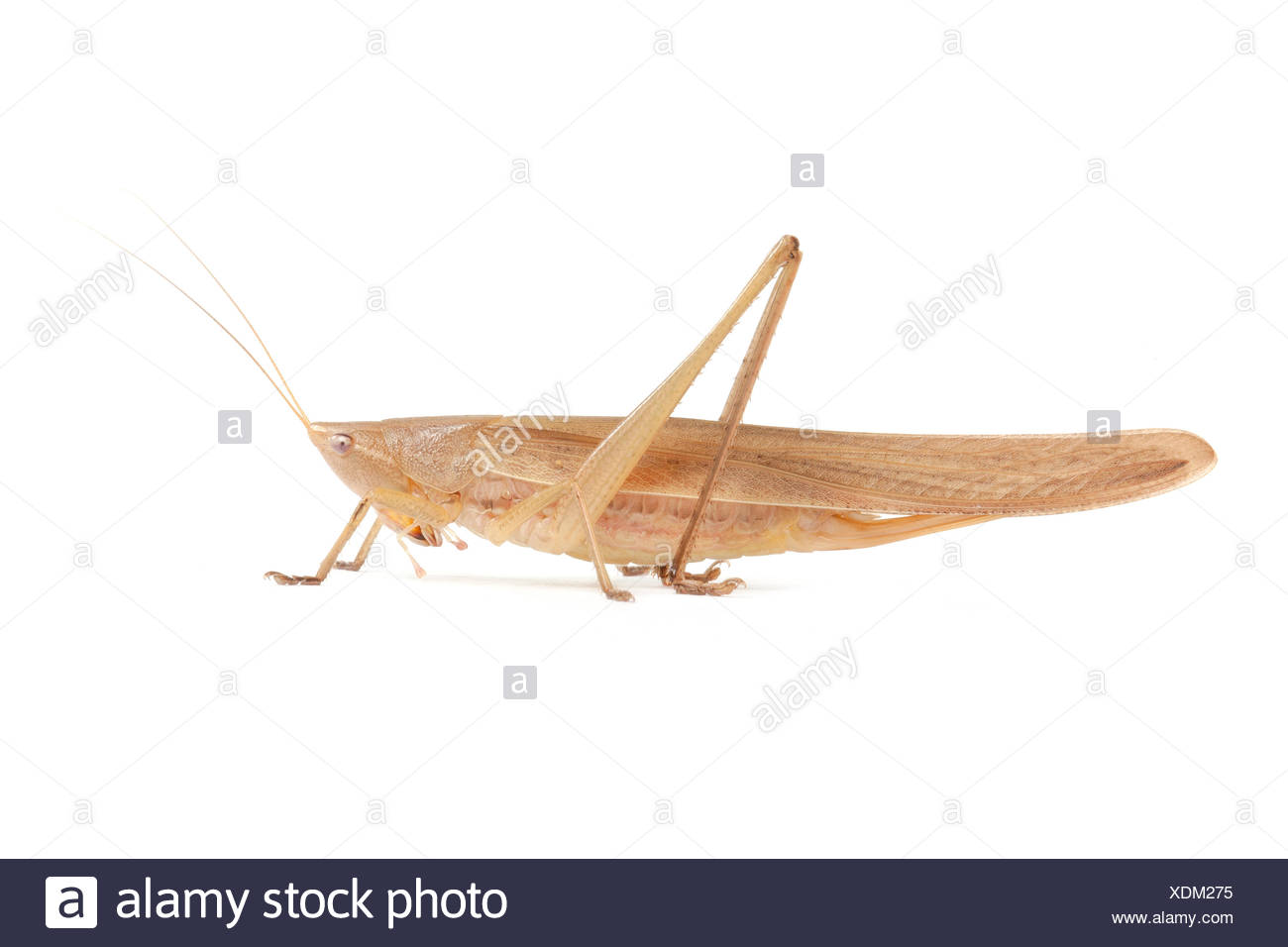 Conehead High Resolution Stock Photography and Images - Alamy